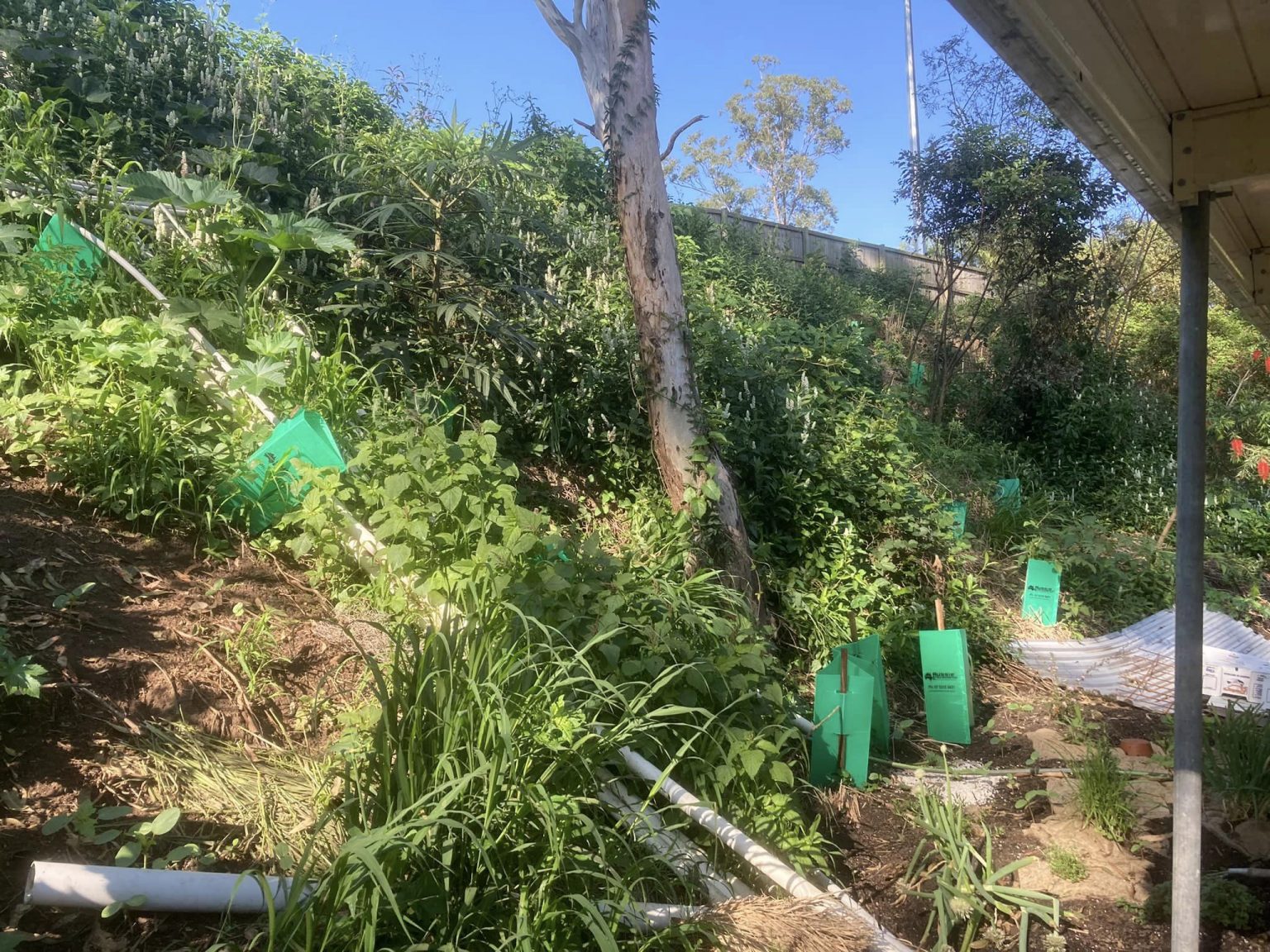 Native Plants & Food Plants - Pamphlett-Tennyson Sea Scouts