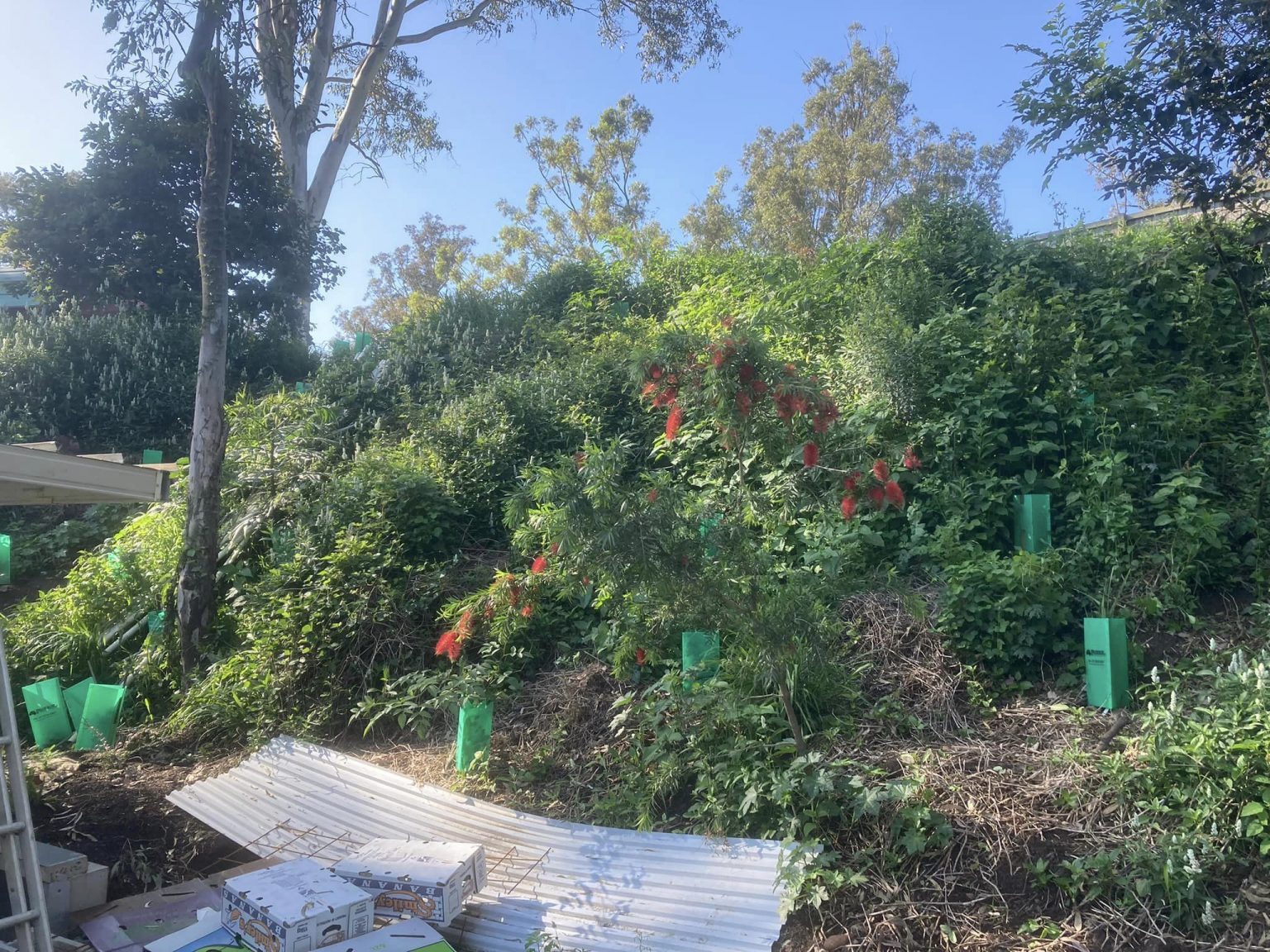 Native Plants & Food Plants - Pamphlett-Tennyson Sea Scouts