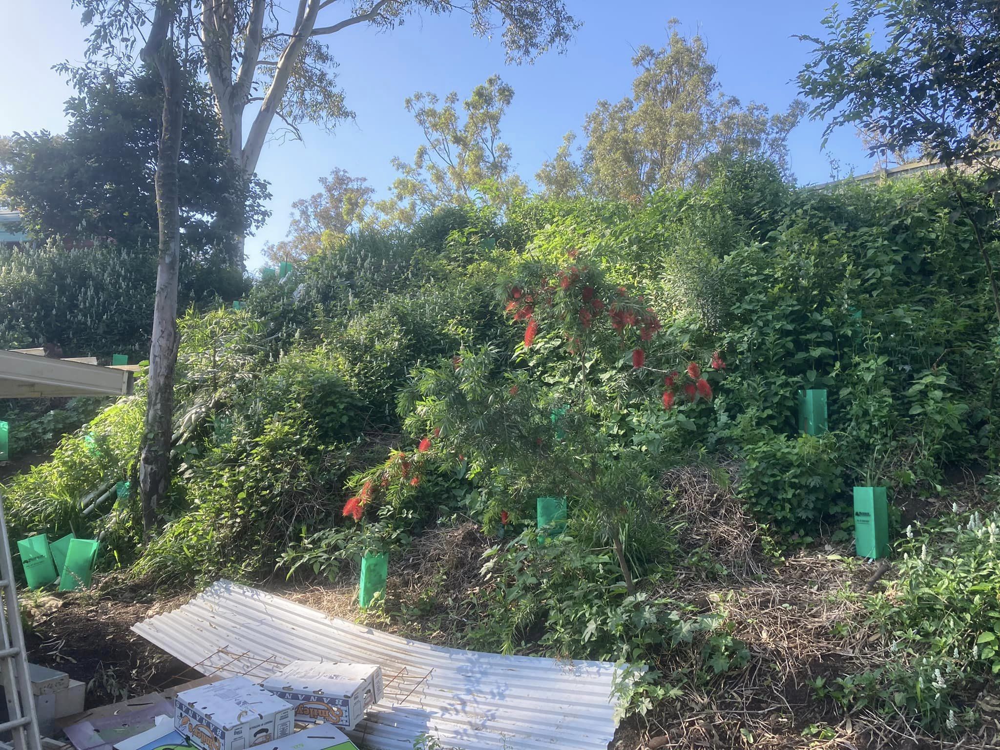 Native Plants & Food Plants - Pamphlett-Tennyson Sea Scouts