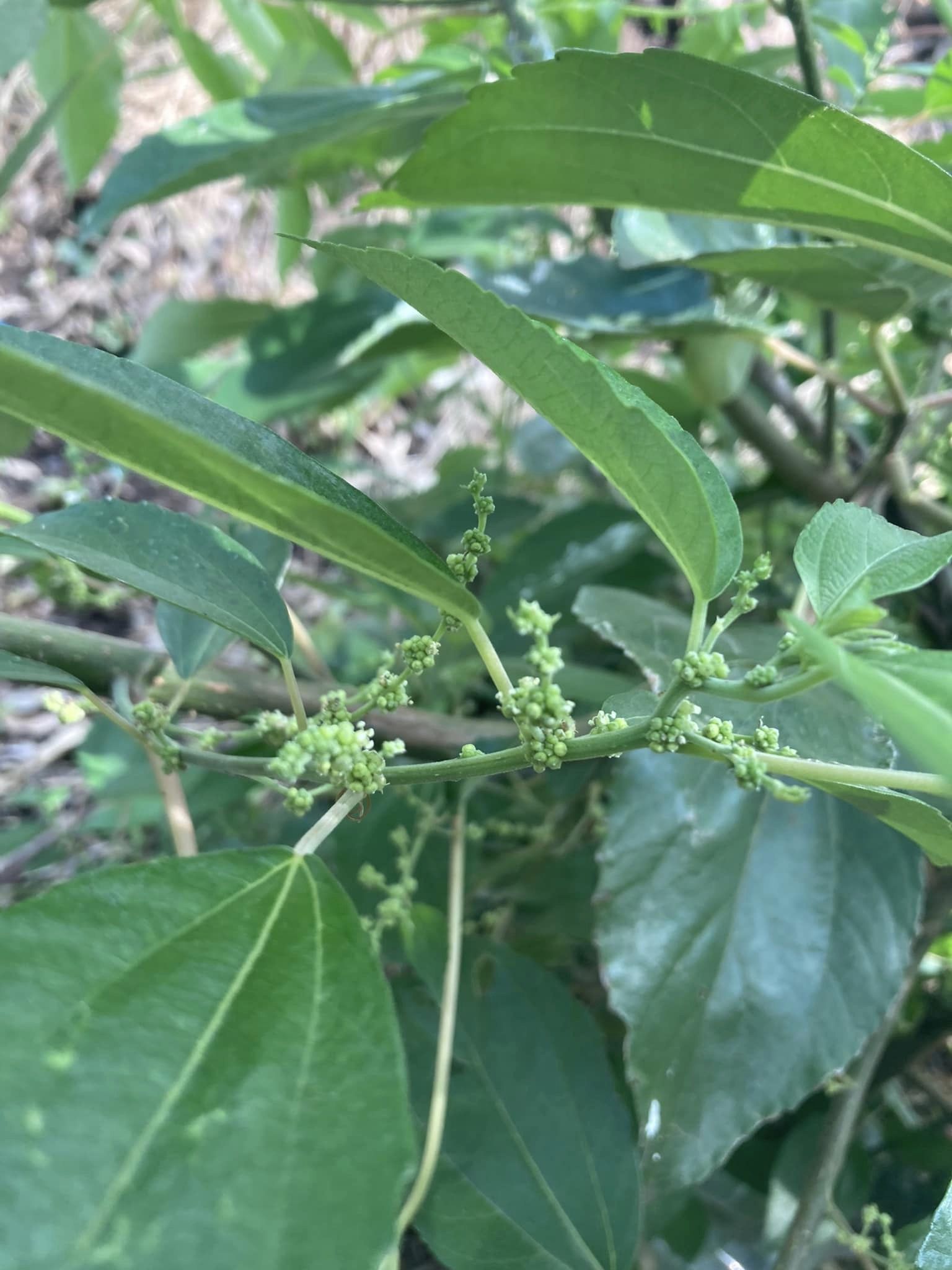 Native Plants & Food Plants - Pamphlett-Tennyson Sea Scouts